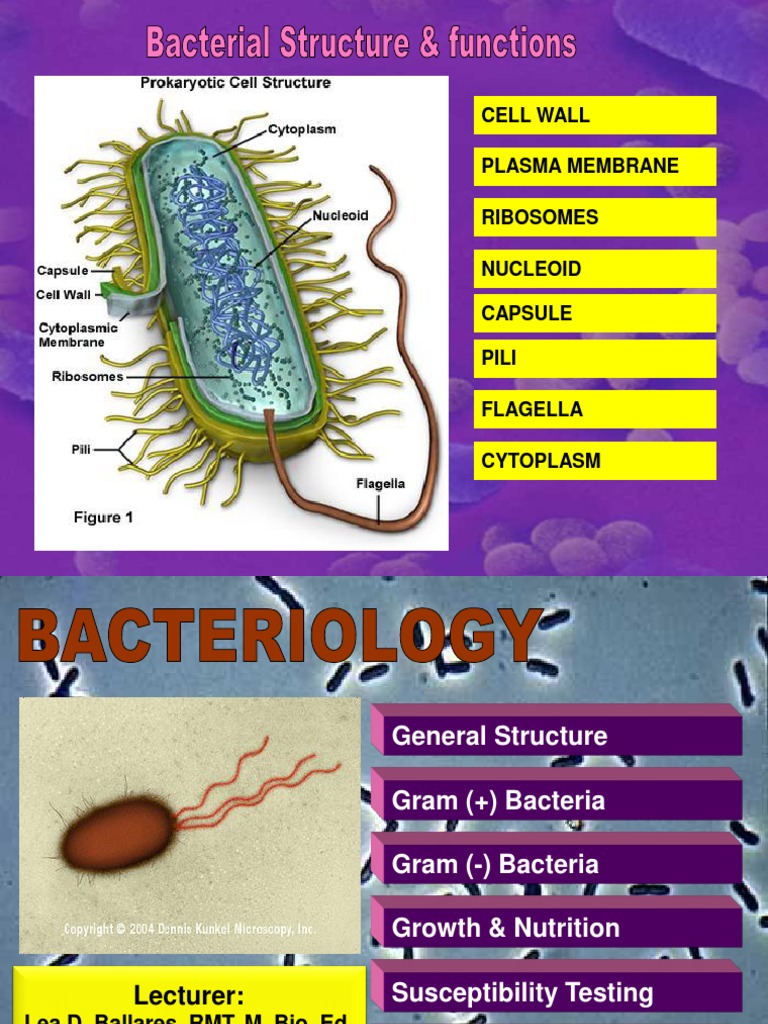 Cell Wall Plasma Membrane Ribosomes Nucleoid Capsule Pili Flagella ...