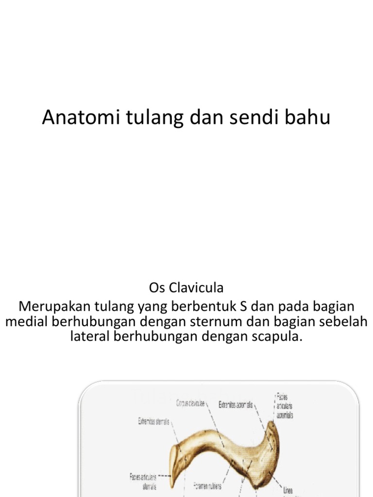 Anatomi Tulang Dan Sendi Bahu | PDF