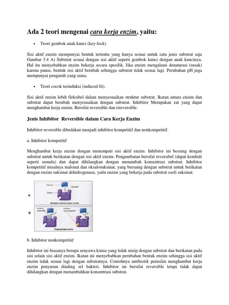 Ada 2 Teori Mengenai Cara Kerja Enzim | PDF