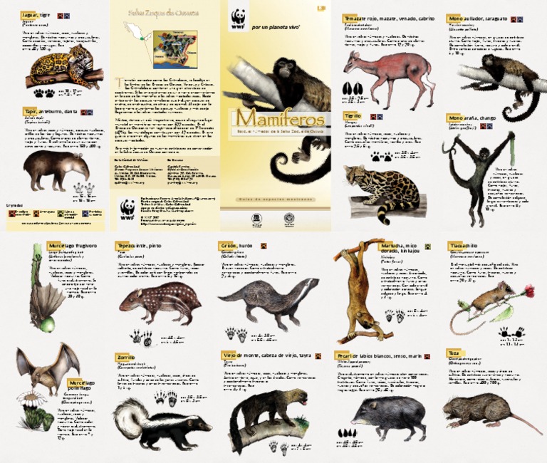Mamiferos de Oaxaca, Bosques húmedos selva Zoque.pdf | Jaguar | Rainforest