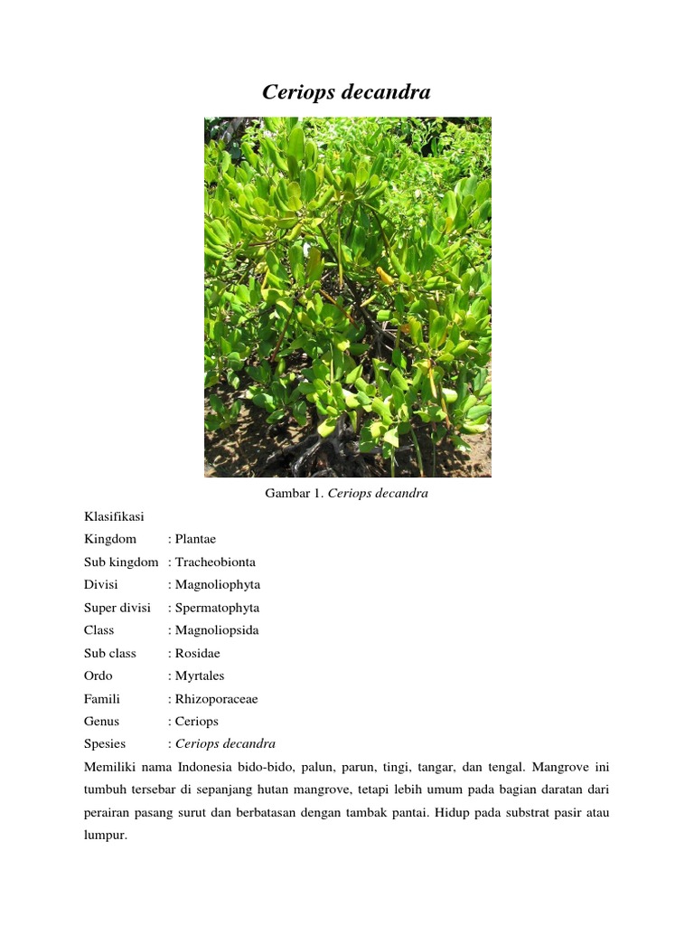 Ceriops Decandra | PDF