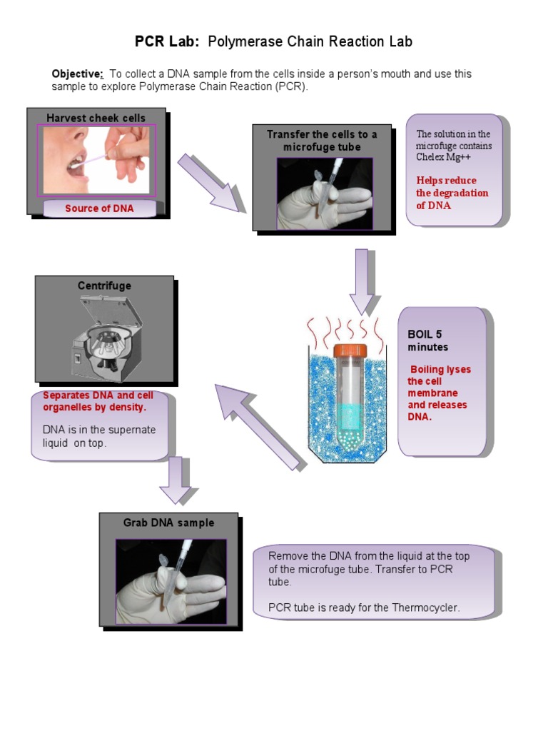 PCR Steps Flowchart Guide | PDF