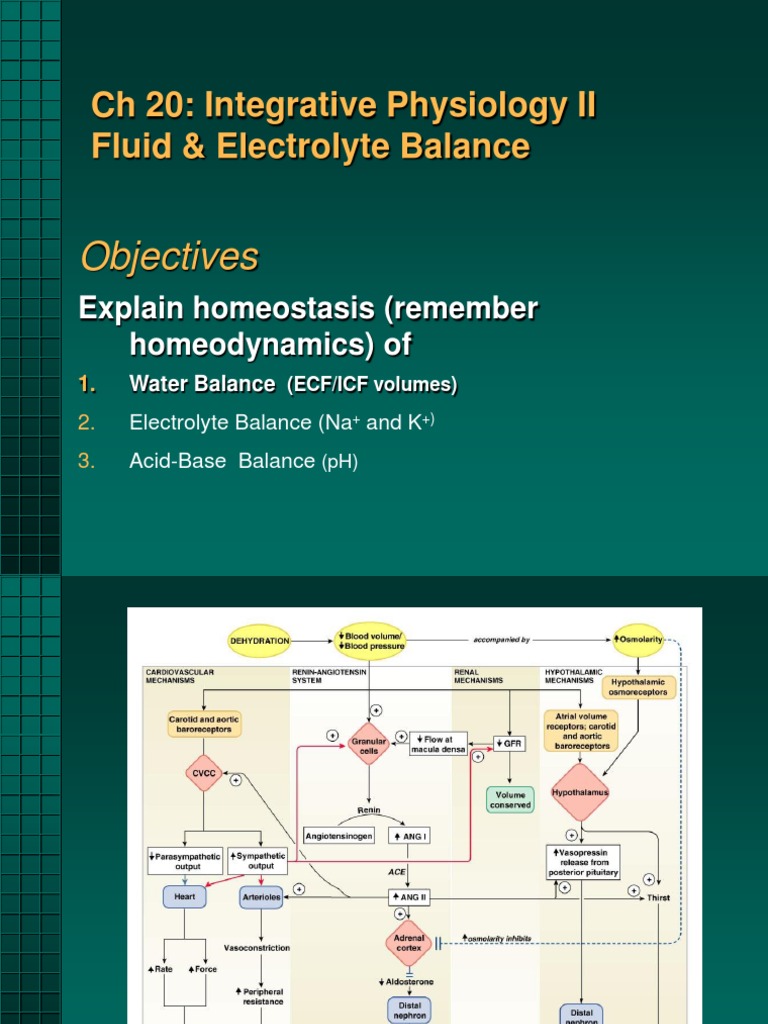 Objectives: CH 20: Integrative Physiology II Fluid & Electrolyte ...