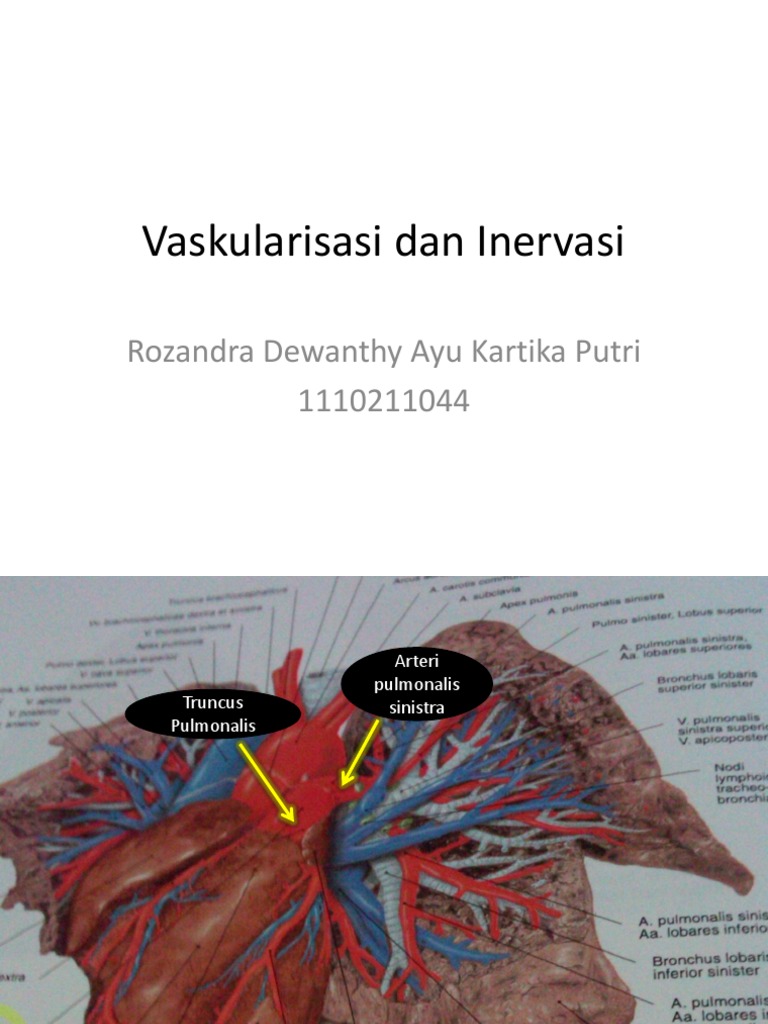 Vaskularisasi Dan Inervasi | PDF