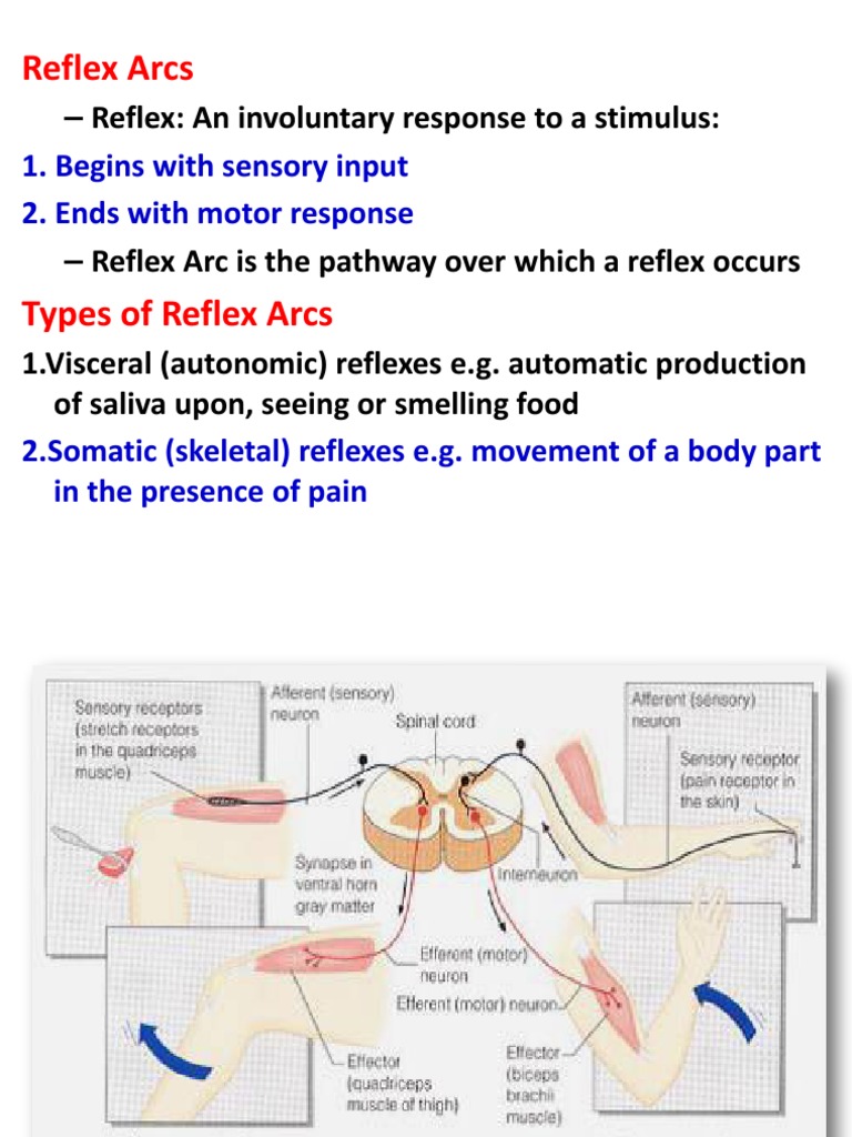 Babinski Reflex Arc
