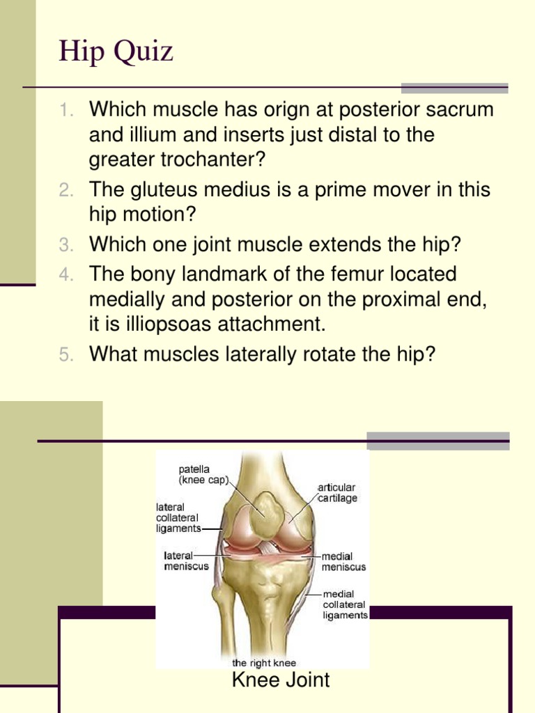 Knee Anatomy | PDF
