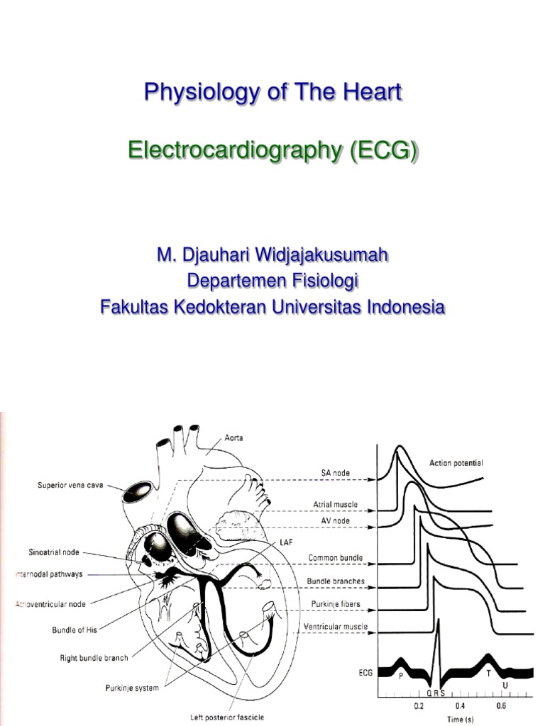 Physiology of The Heart: Electrocardiography (ECG) | PDF ...