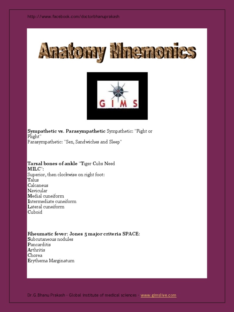 Anatomy Mnemonics | Download Free PDF | Common Carotid Artery | Arm