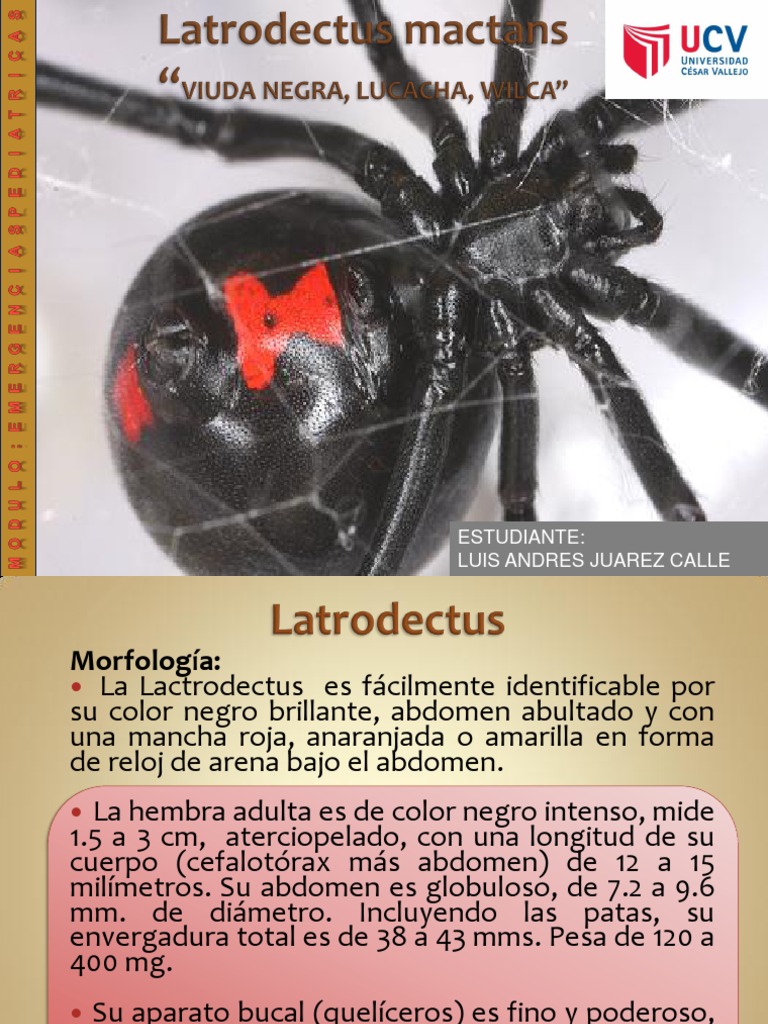 Morfología y efectos de Latrodectus mactans | PDF | Medicina | Medicina ...