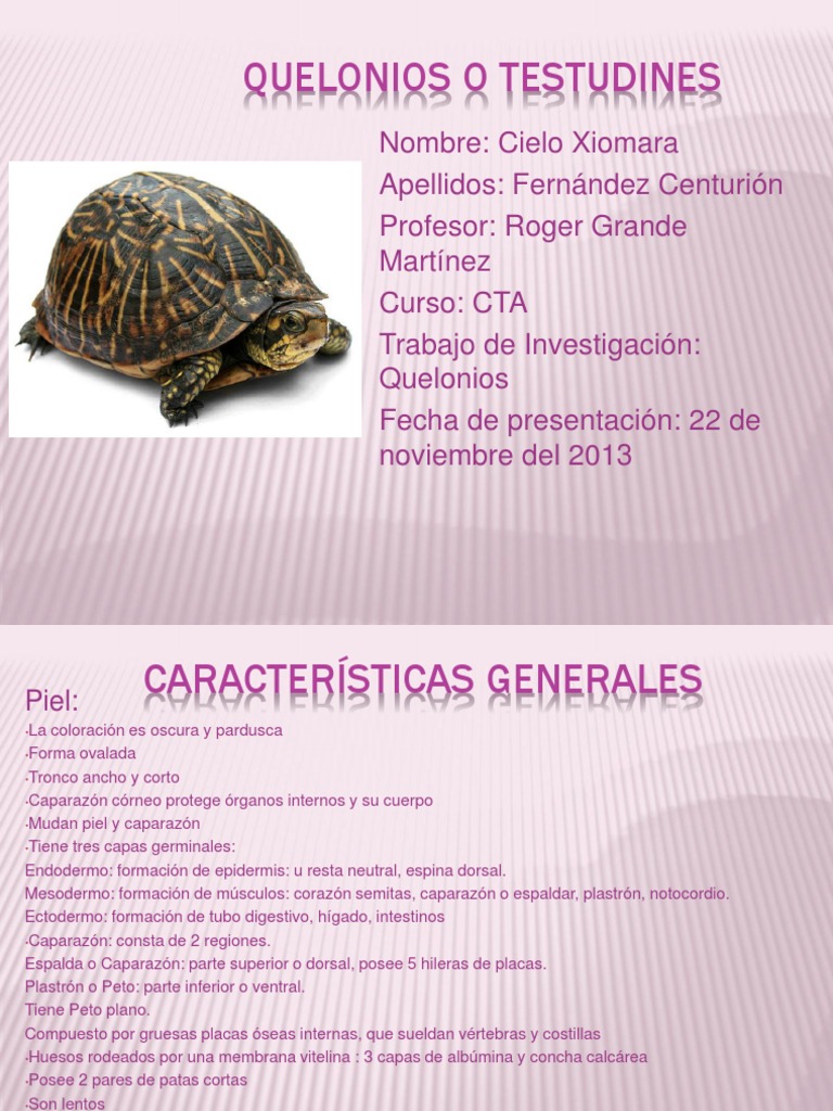 Quelonios o Testudines | Turtle | Circulatory System