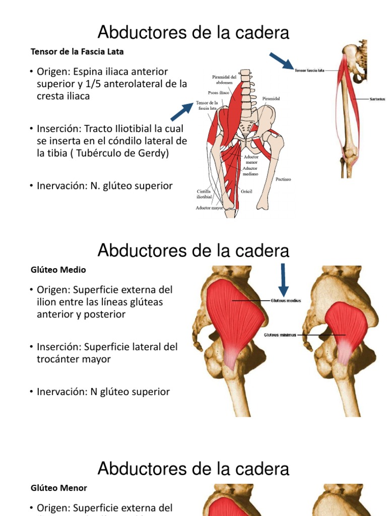 Abductores y Aductores de La Cadera | PDF