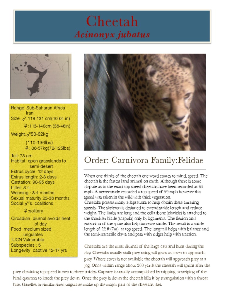 Cheetah | PDF | Wellness | Science & Mathematics