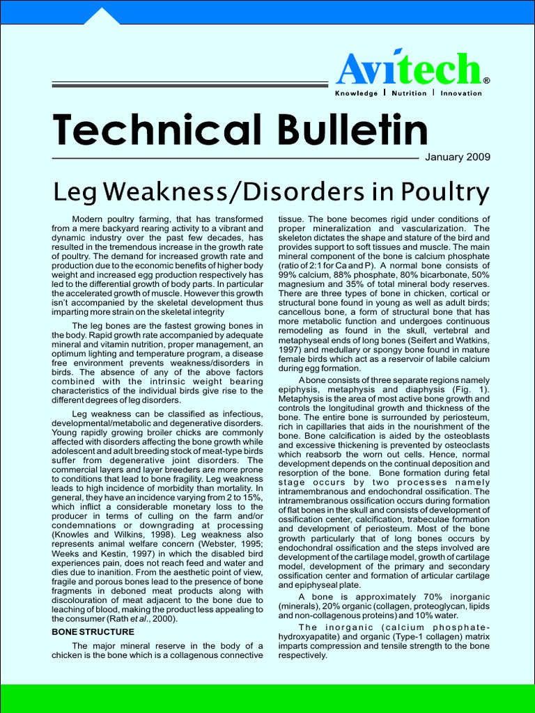 Leg Weakness Disorders in Poultry | PDF | Bone | Broiler
