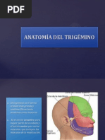 Triangulo de Farabeuf | PDF | Anatomía humana | Cabeza y cuello humanos