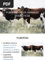 Edad y Factores de la Pubertad en Animales | PDF | Hormona luteinizante ...