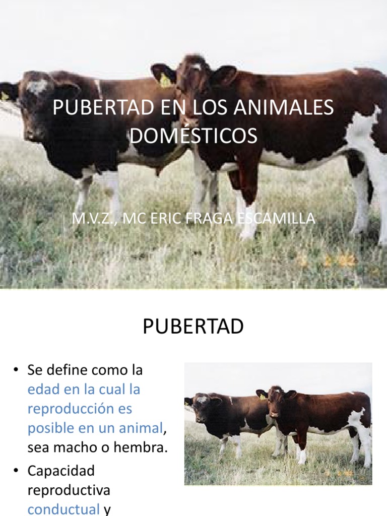 Pubertad en Animales Domésticos: Aspectos Clave | PDF | Hormona ...