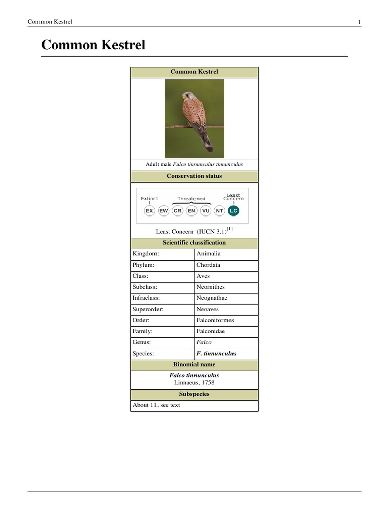 Common Kestrel | PDF | Birds | Tetrapods
