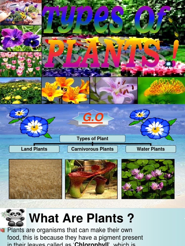 Types of Plants for Grade 5 | PDF