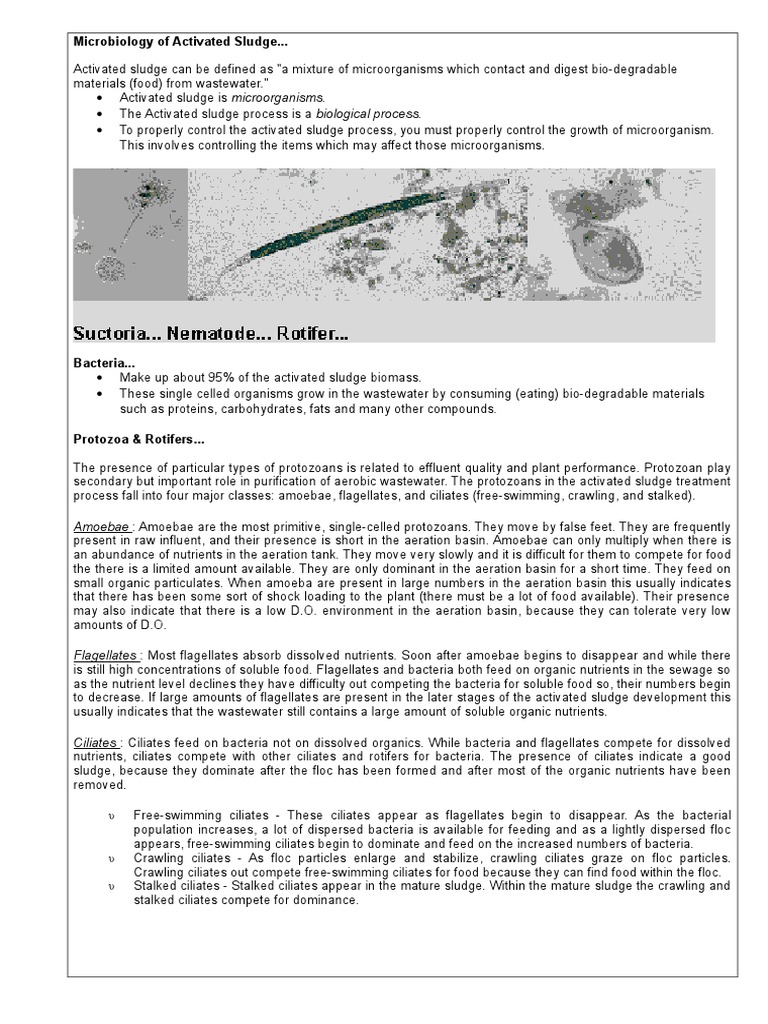 Microbiology of Activated Sludge.doc | Sewage Treatment | Microorganism