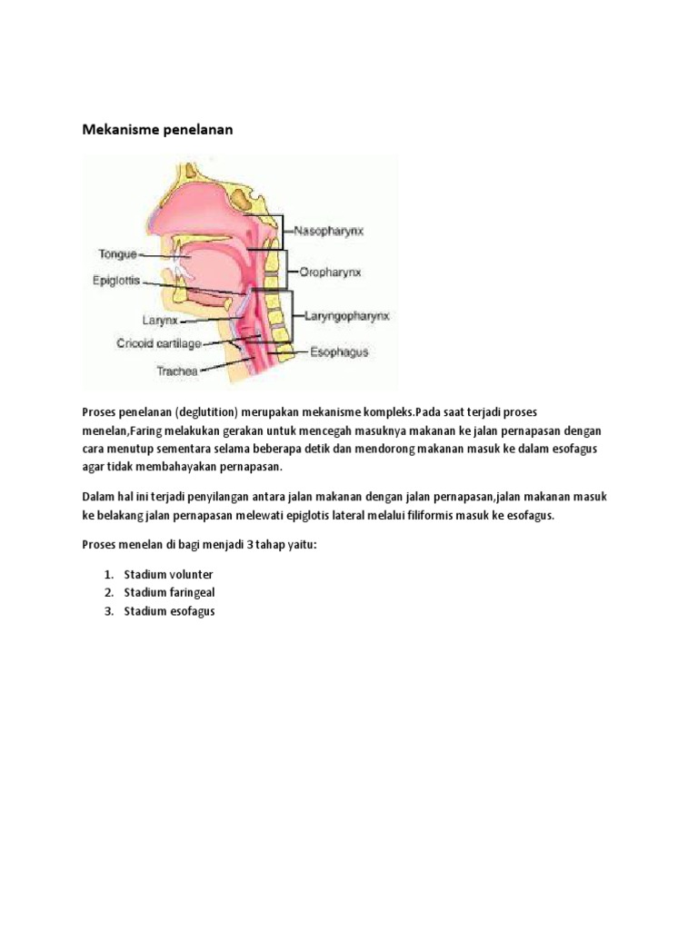 Mekanisme Menelan | PDF