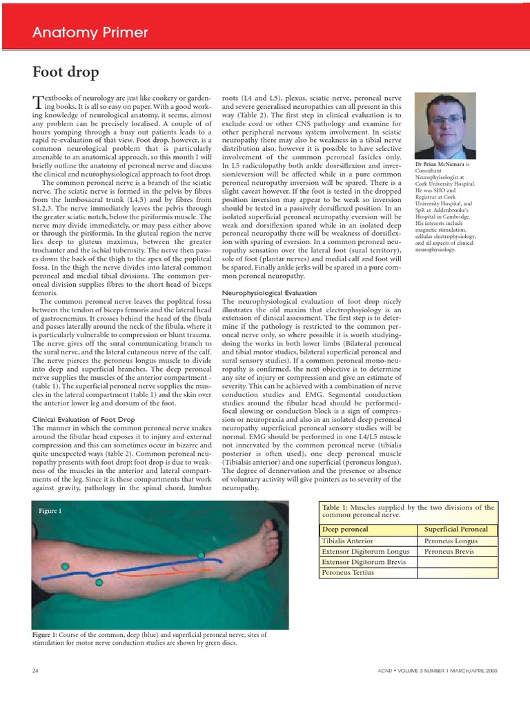 Foot Drop: Section Anatomy Primer | PDF | Peripheral Neuropathy | Foot