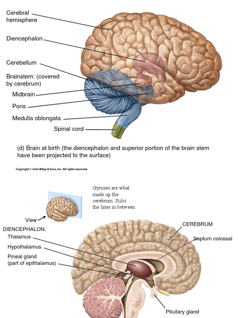 Anatomy of the Brain, Sense Organs, and Related Structures | PDF | Cerebrum | Brainstem