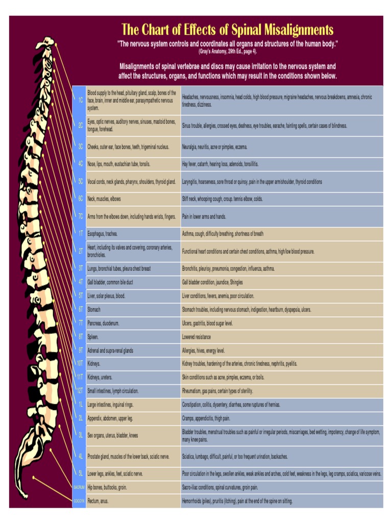 Spine Chart | Neck | Human Body