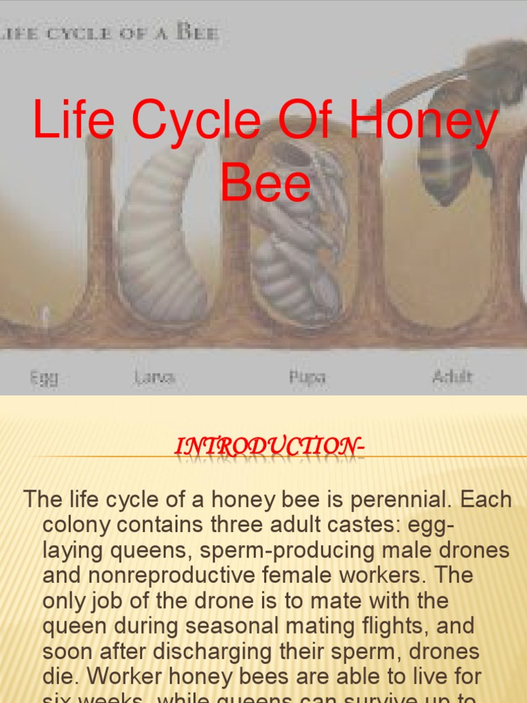 Life Cycle of Honey Bee | PDF | Honey Bee | Agriculturally Beneficial ...