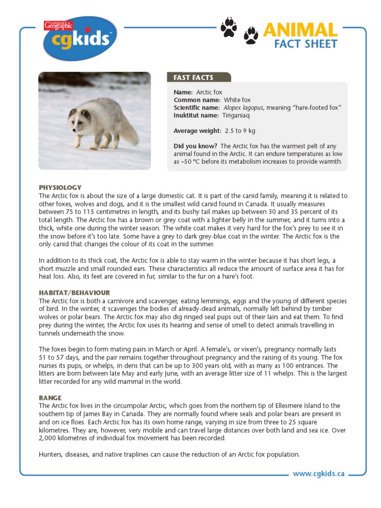 Arctic Fox | PDF | Fox | Arctic