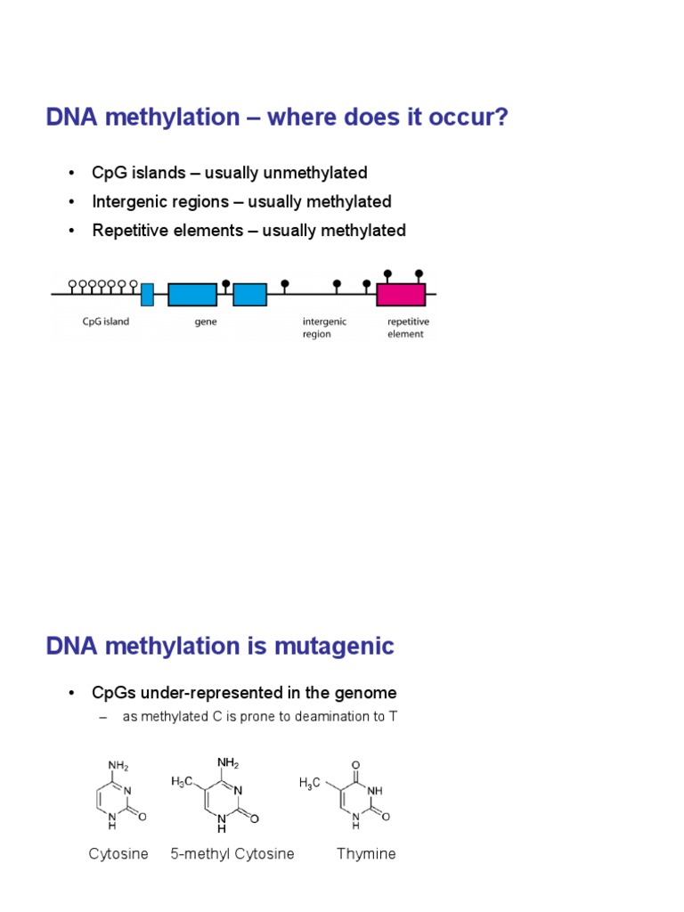DNA methylation – where it occurs and its functions | PDF | Dna ...
