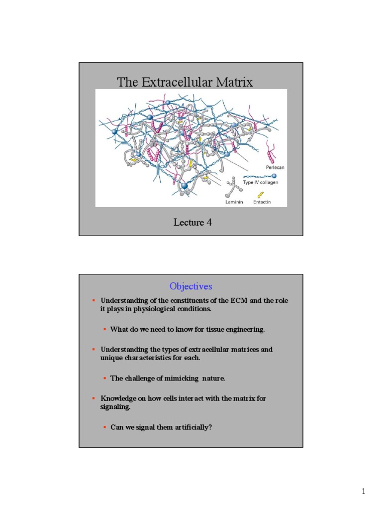 ECM Components and Functions | PDF | Extracellular Matrix | Collagen