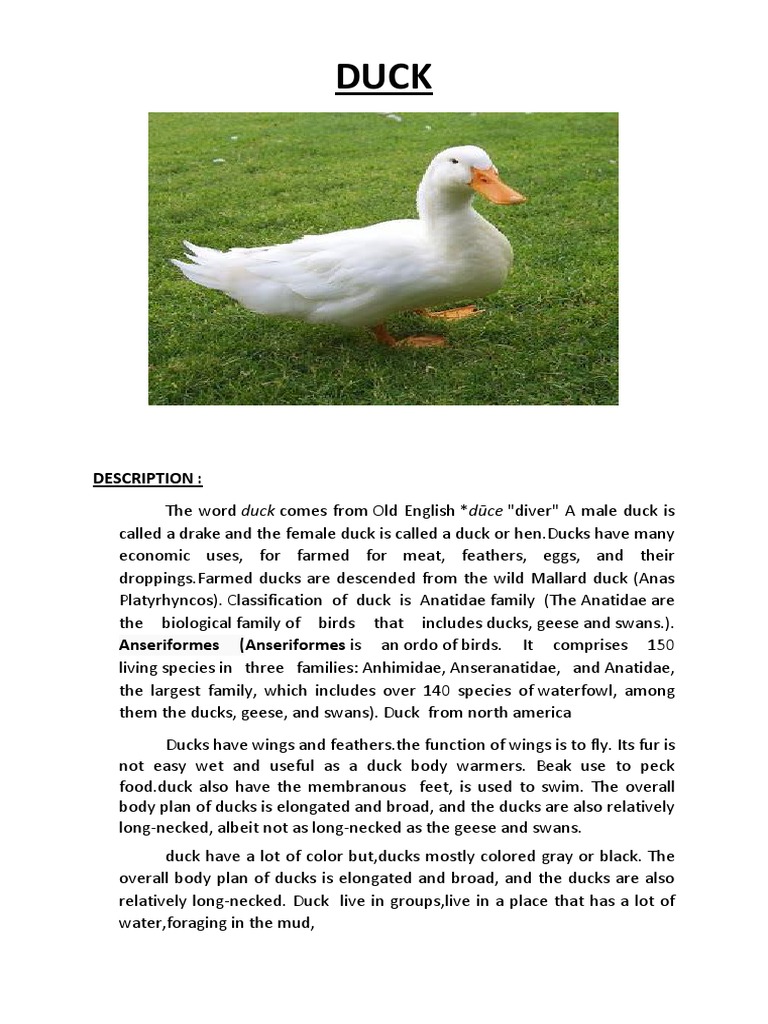 Report Text About Duck1 | Duck | Anatidae