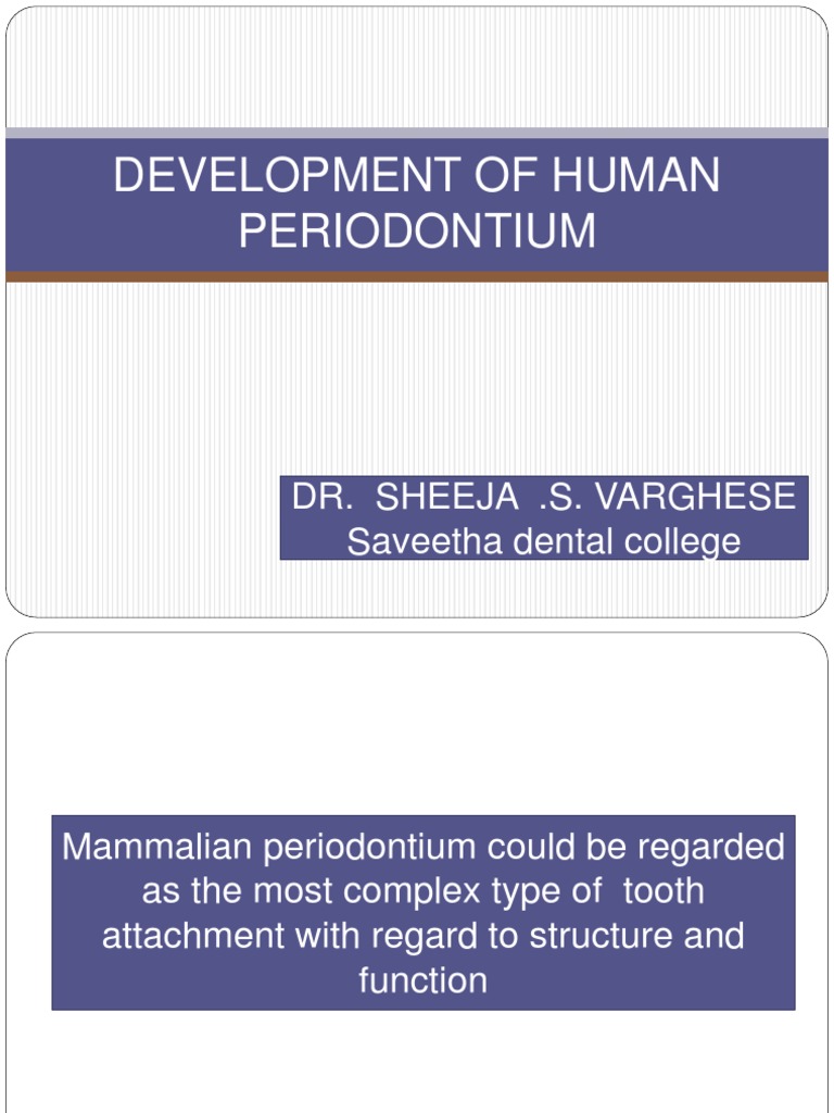 Development of Human Periodontium | PDF | Osteoblast | Bone