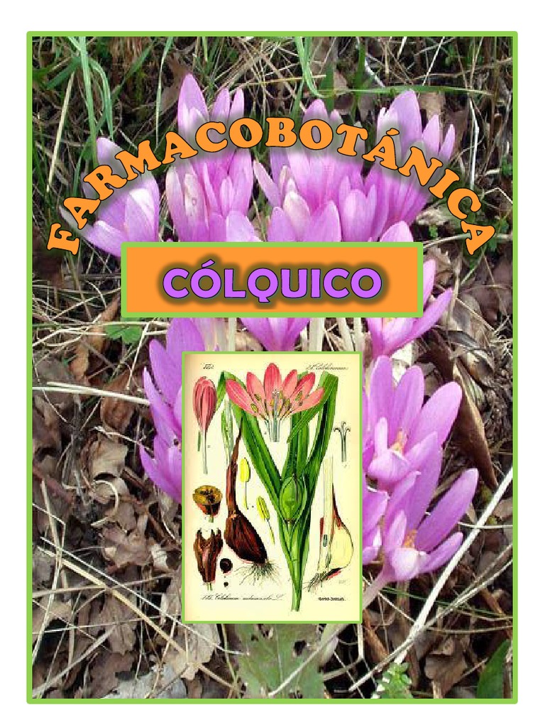 Propiedades y Usos del Cólquico | PDF | Medicina | Plantas