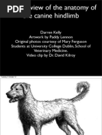 Mink Dissection Practical | PDF | Anatomical Terms Of Location ...