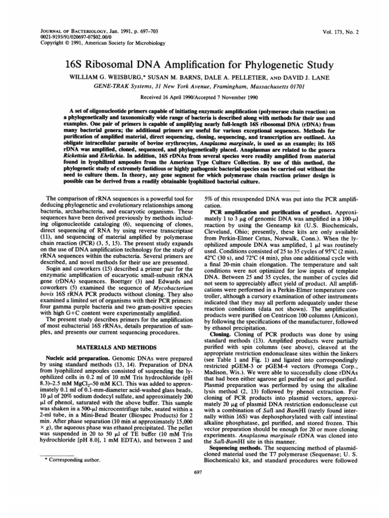 16S Ribosomal DNA For: Amplification Phylogenetic Study | PDF | 16 S Ribosomal Rna | Polymerase ...