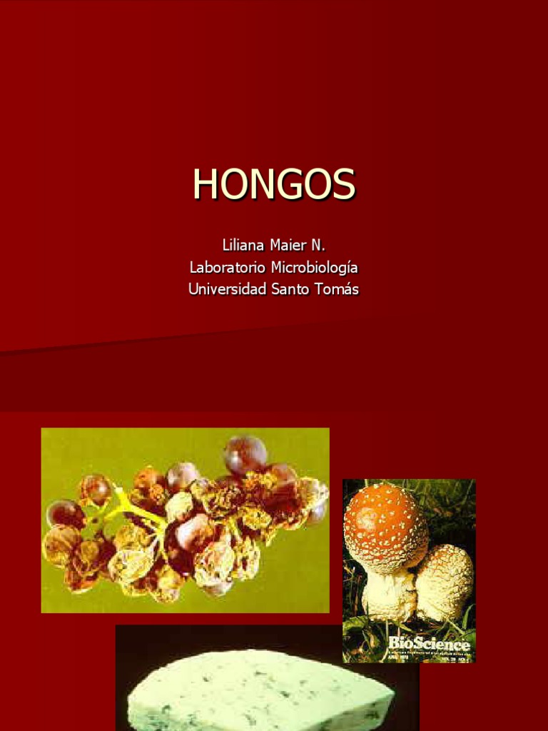 Clase Hongos Ppt | Hongo | Microbiología
