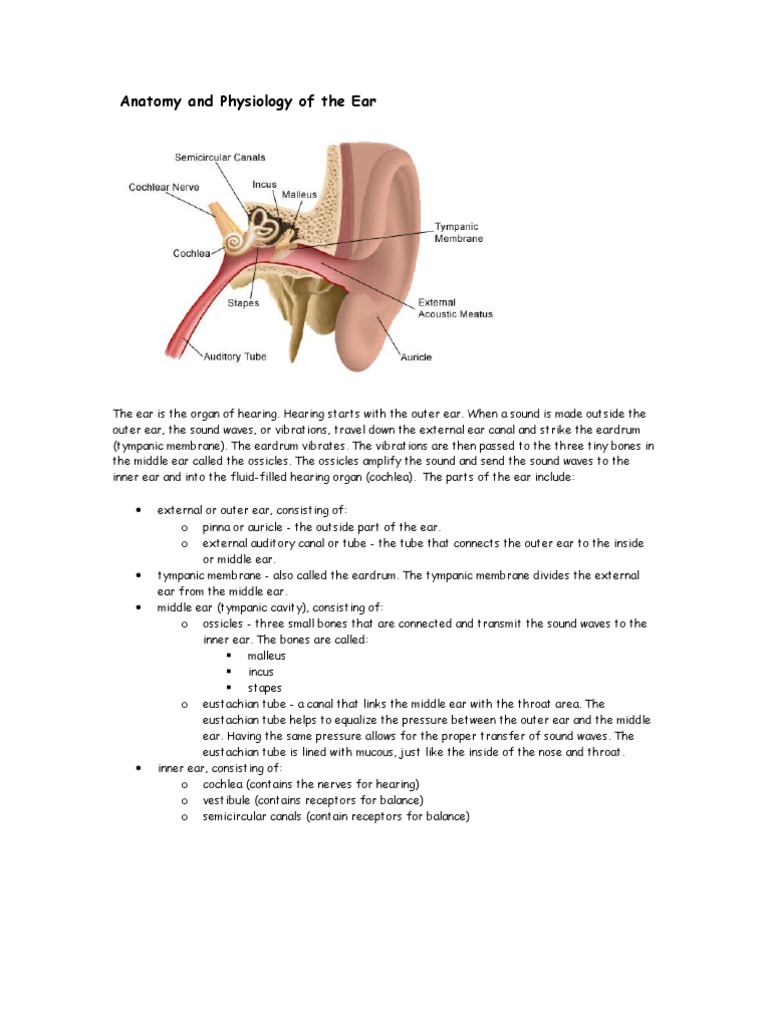 Anatomy and Physiology of The Ear | PDF | Ear | Hearing