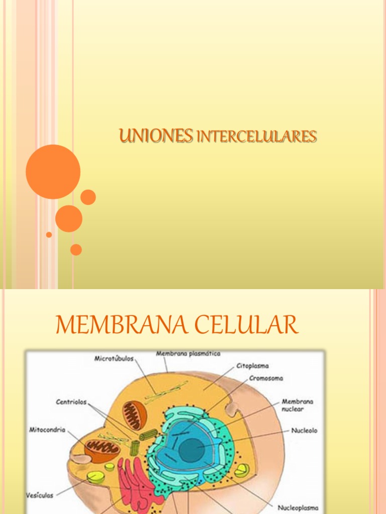 Uniones Adherentes | PDF | Biología Celular) | Integrina
