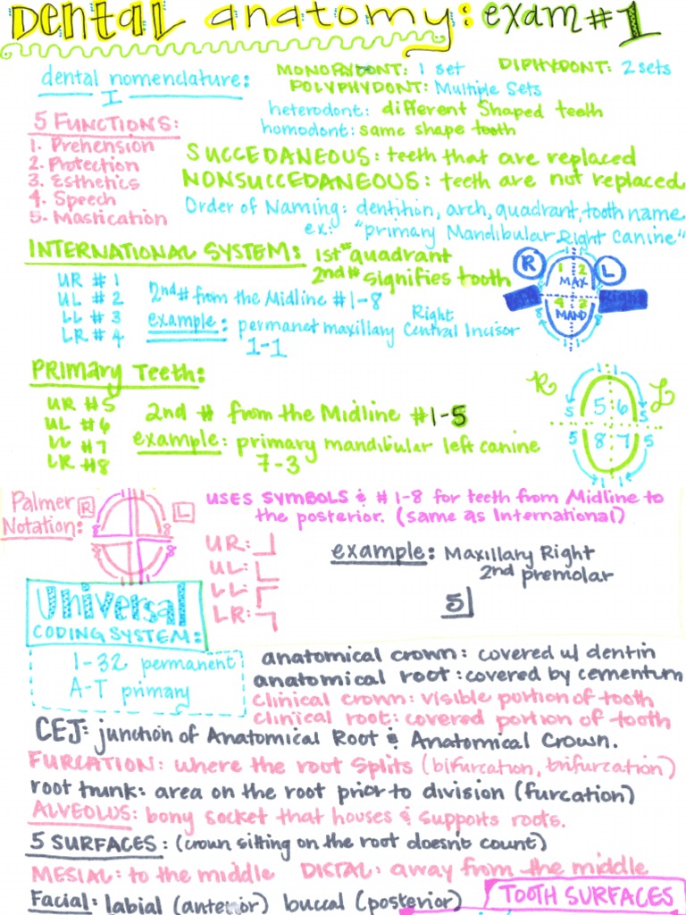 Dental Anatomy Exam 1 Notes | PDF