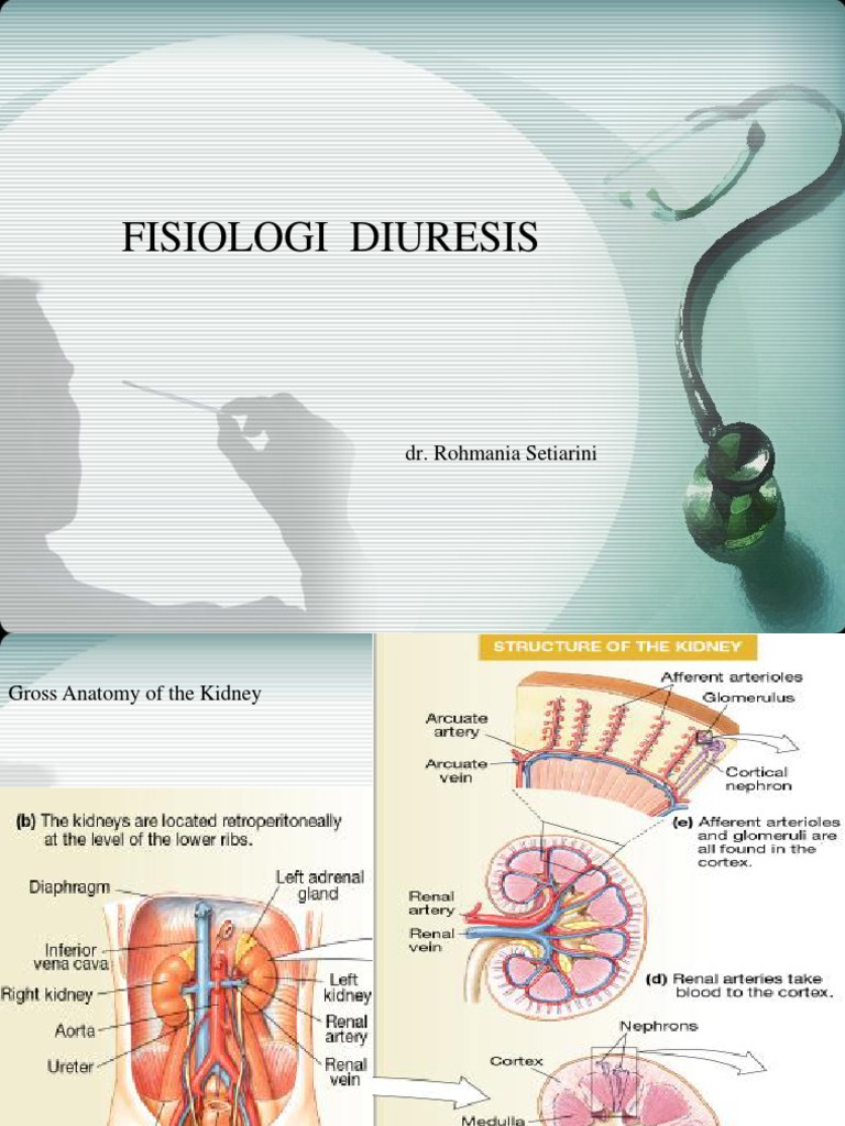 Fisiologi Diuresis | Kidney | Anatomy