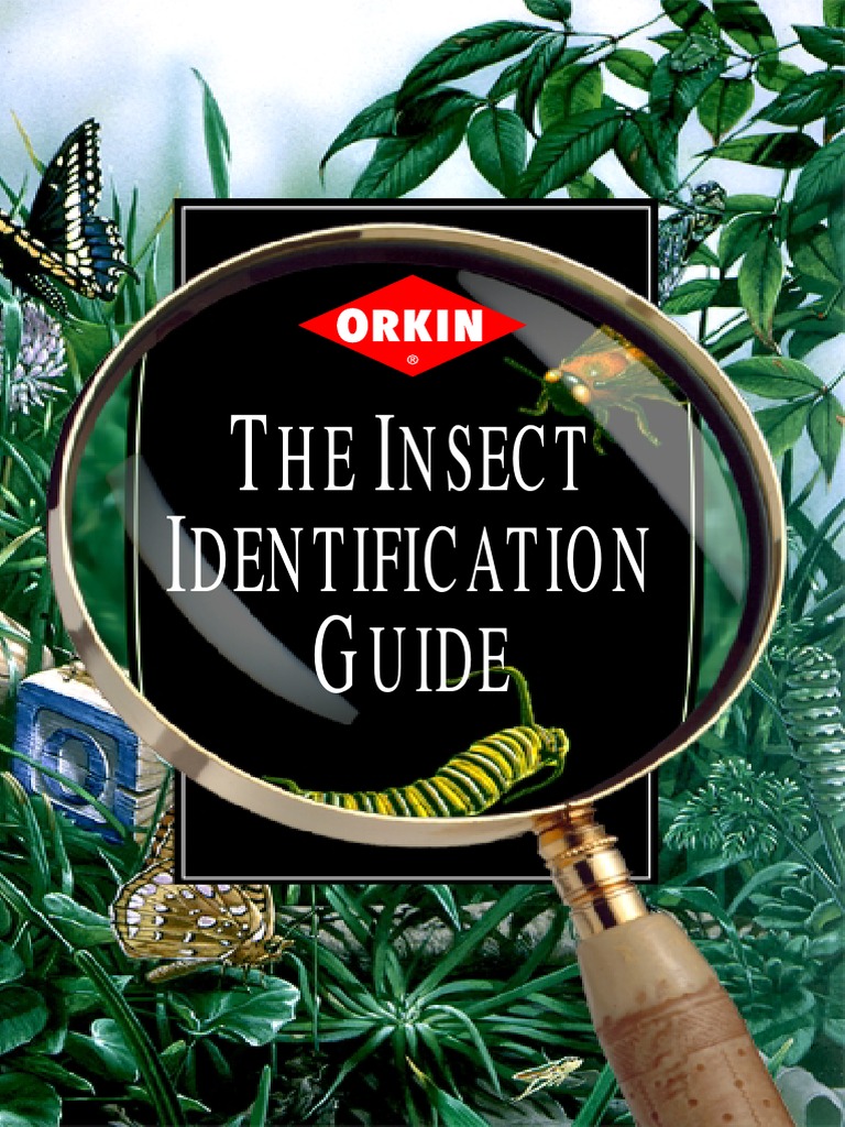 Insects Identification Guide | PDF | Honey Bee | Ant