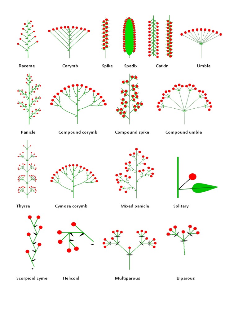 Raceme Corymb Spike Spadix Catkin Umble | PDF