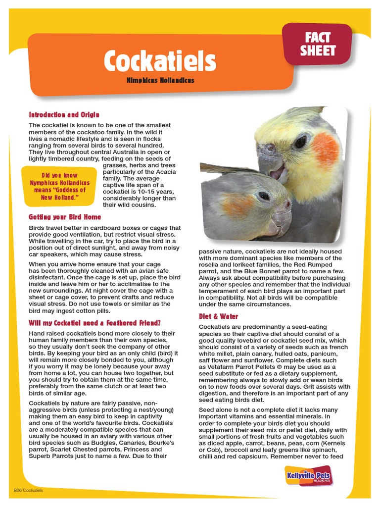BR06+Cockatiel+ +Fact+Sheet | Birds | Paravians