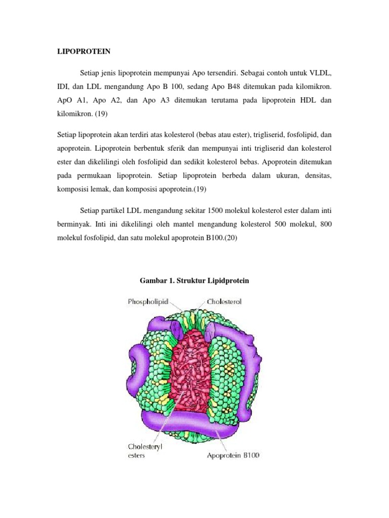 Lipo Protein | PDF