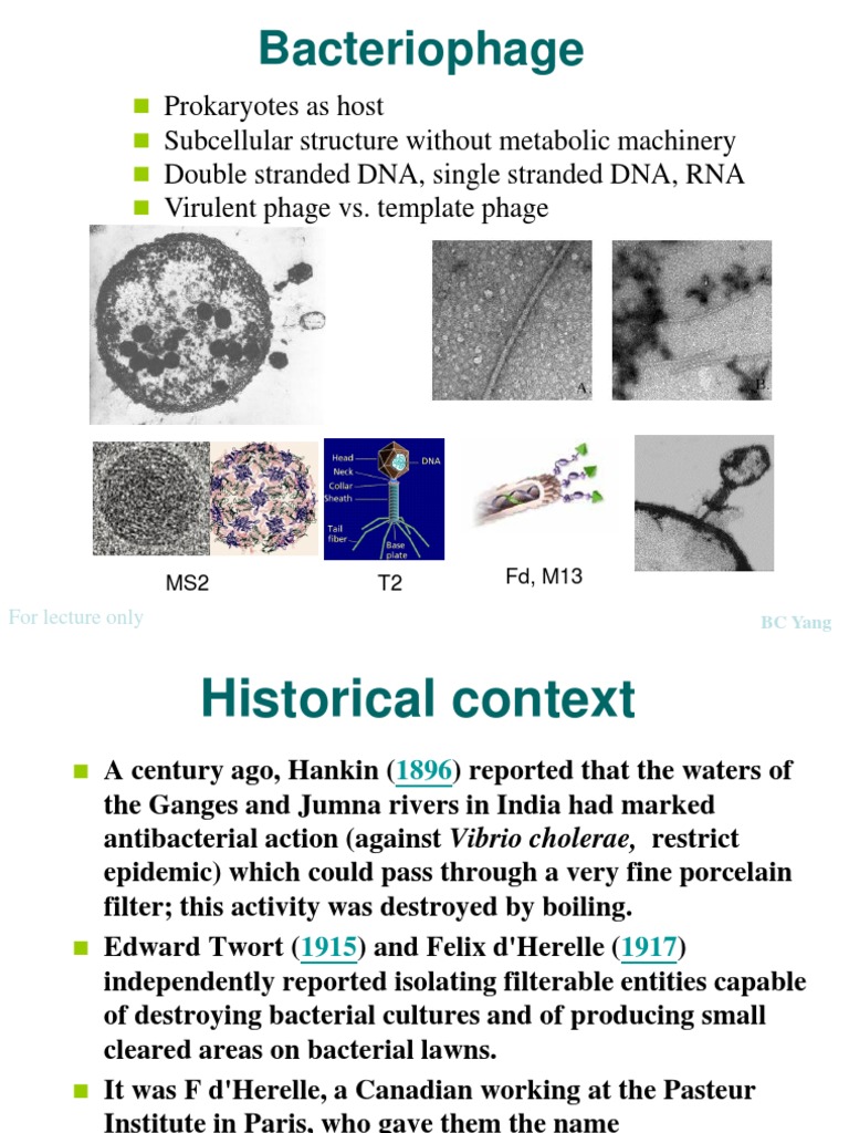An Introduction to Bacteriophages: Their Discovery, Structure, Life ...