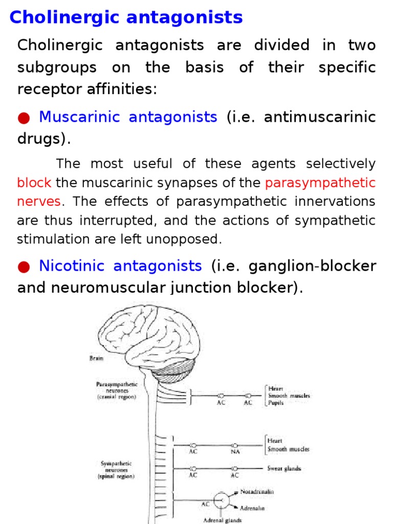 13. Cholinergic Antagonists | Acetylcholine | Receptor Antagonist