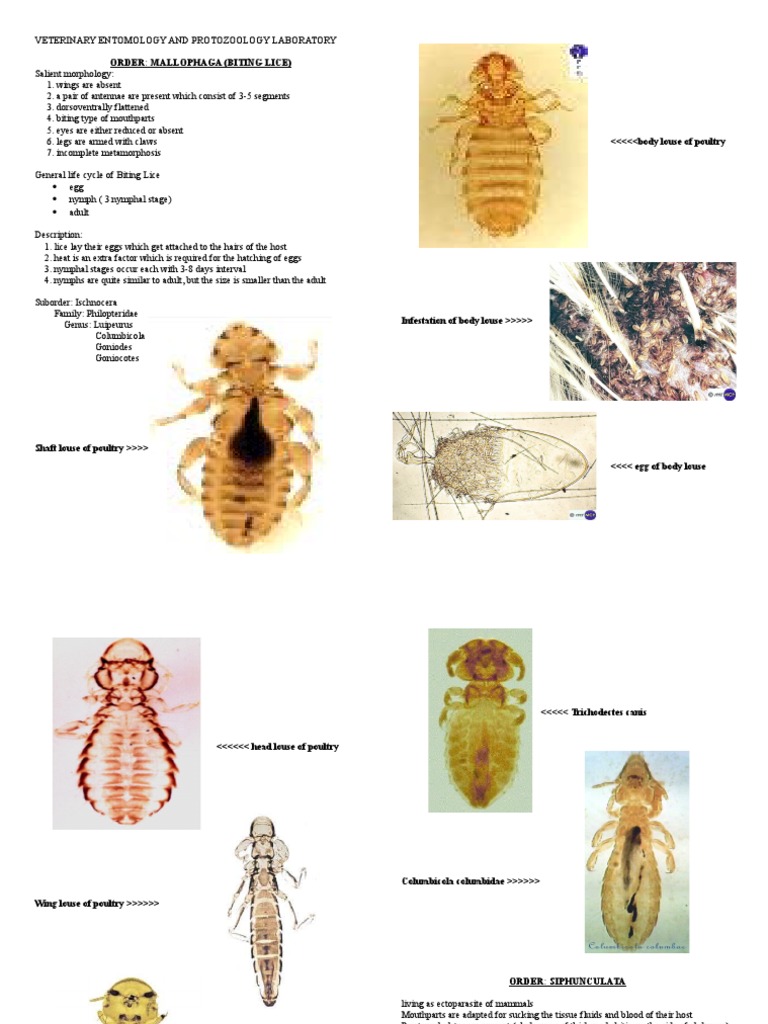 Ento Lab Midterms Handouts | PDF | Nature