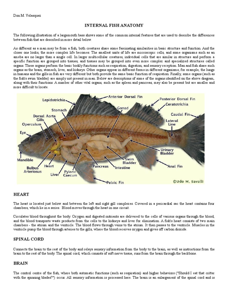 Fish Anatomy For Fish Breeding | PDF | Spawn (Biology) | Fish