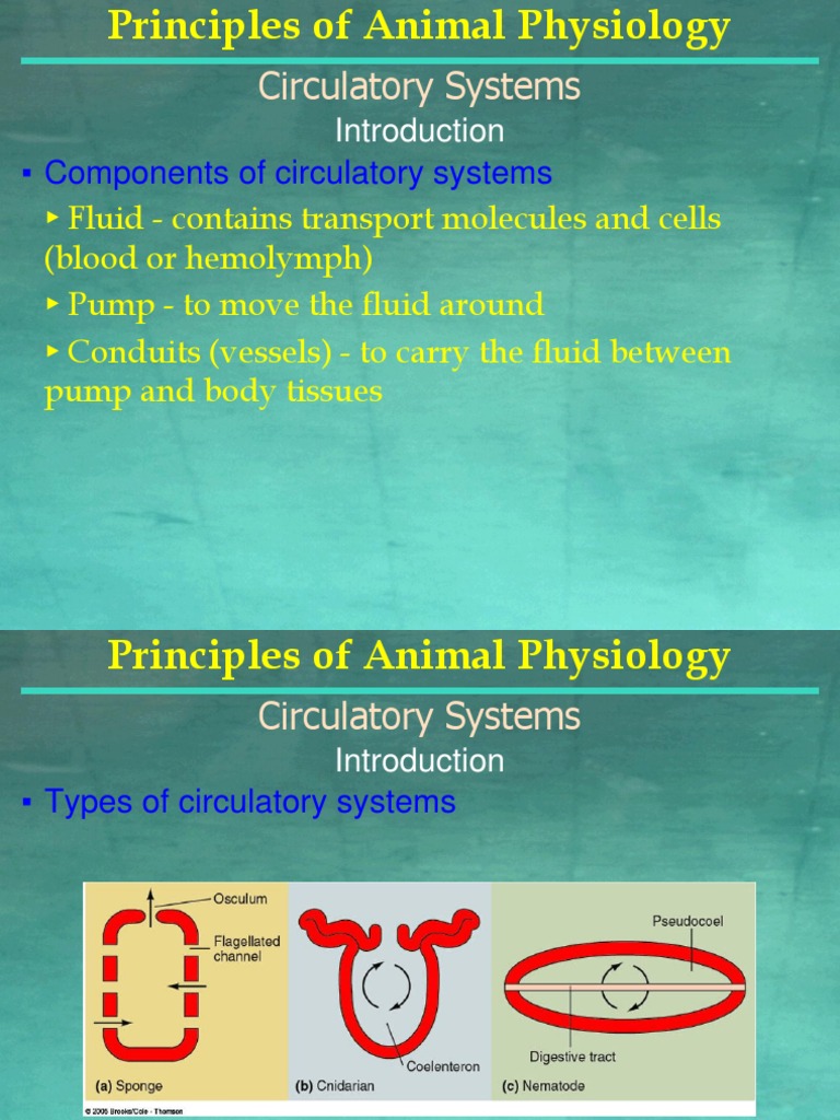 09 Animal Physiology - Circulatory Systems | PDF | Circulatory System ...